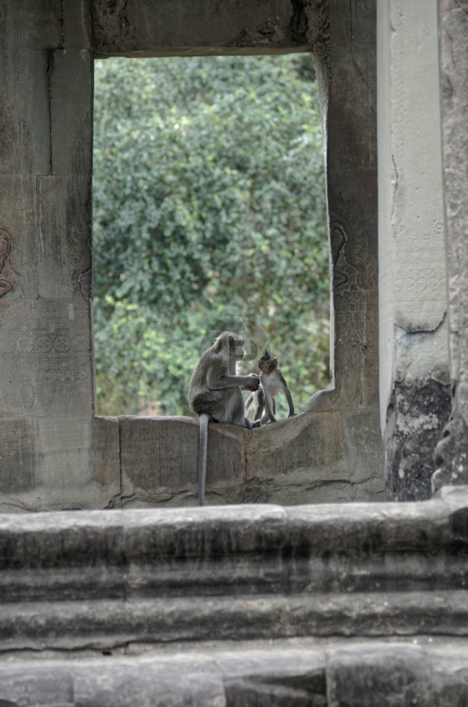 monkeys-in-the-window-25 - Rob Pink's Blog