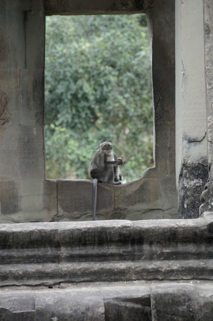 monkeys-in-the-window-26 - Rob Pink's Blog